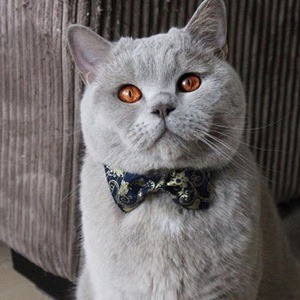 Koda Cat - Bio, Family, Trivia | Famous Birthdays