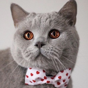 Koda Cat - Bio, Family, Trivia | Famous Birthdays