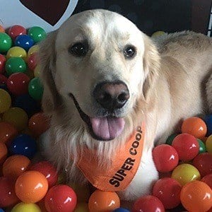 Super Cooper - Bio, Family, Trivia | Famous Birthdays