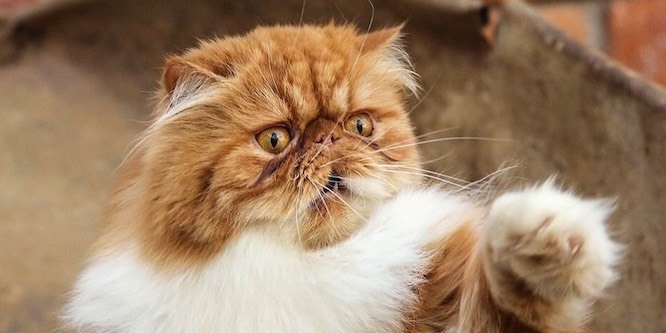 Adorable Mati - Age, Family, Bio | Famous Birthdays