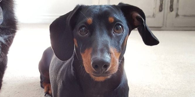 Dobby the Mini Dachshund - Age, Bio, Family | Famous Birthdays