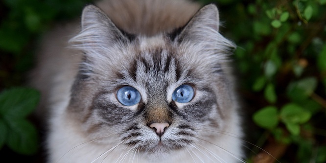 June the Kitty - Age, Family, Bio | Famous Birthdays