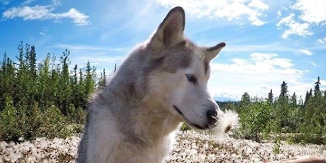 Loki the Wolf Dog - Age, Family, Bio | Famous Birthdays