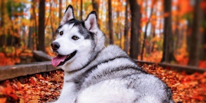Maska the Husky - Age, Bio, Family | Famous Birthdays