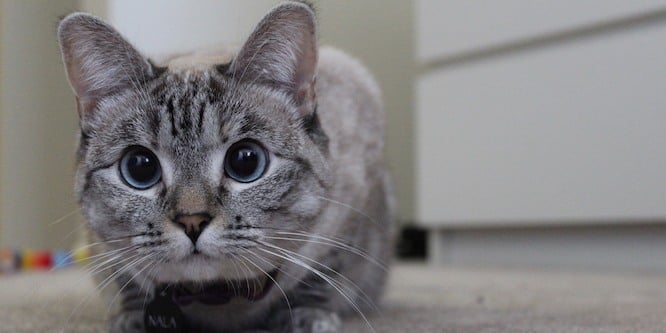 Nala Cat - Age, Family, Bio | Famous Birthdays