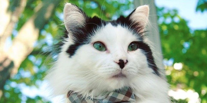The Oreo Cat - Bio, Family | Famous Birthdays
