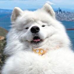Boomer the Land Cloud - Age, Bio, Family | Famous Birthdays