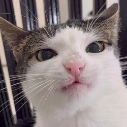 Crunchy Cat Luna - Age, Bio, Family | Famous Birthdays