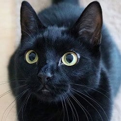 Guinness the Cat - Age, Bio, Family | Famous Birthdays