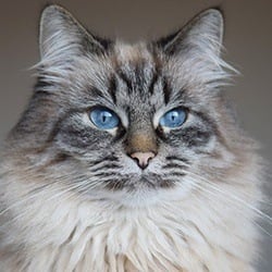 June the Kitty - Age, Bio, Family | Famous Birthdays
