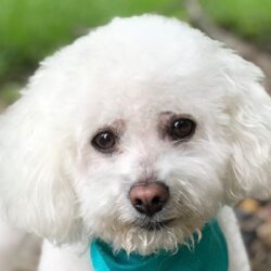 Quincy the Dog - Bio, Family | Famous Birthdays