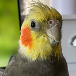 Buster The Cockatoo - Bio, Family | Famous Birthdays