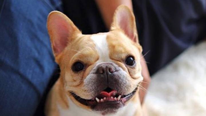 Chloe The Mini Frenchie Highlights | Famous Birthdays